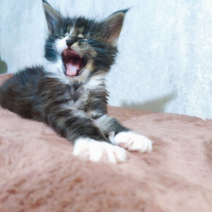 Мейн-кун котик из питомника