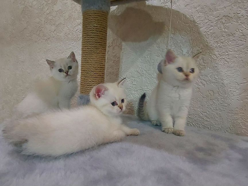 Котята британская шиншилла