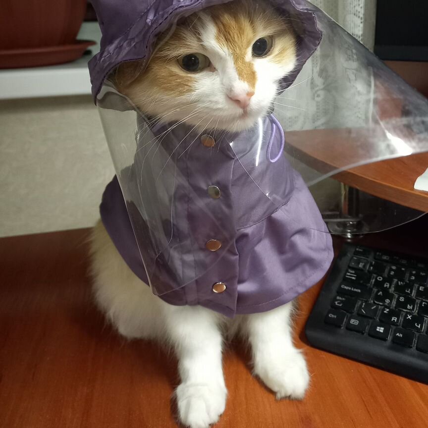 Шапка для собак средних пород