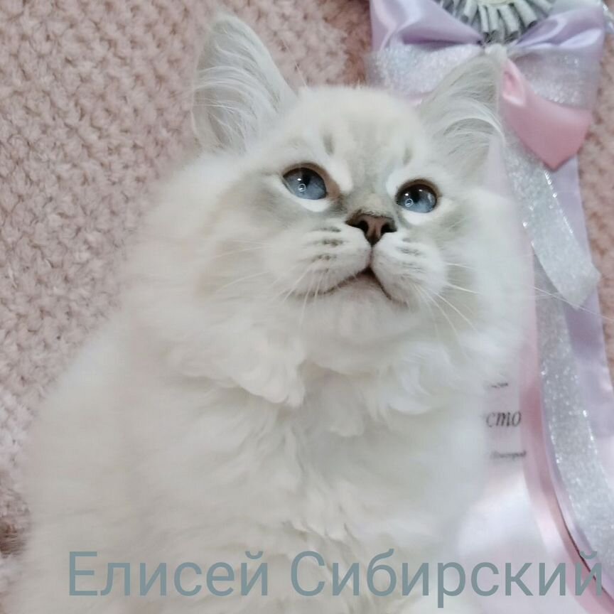Невский маскарадный котёнок.Мальчик с документами