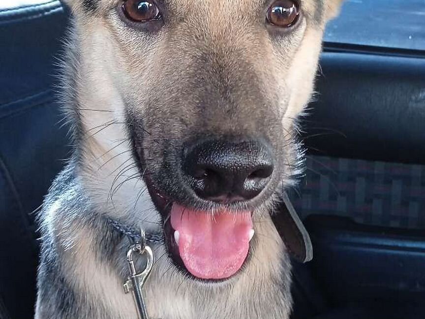 Беспородный