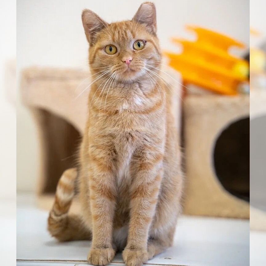 Кошка Сахара бесплатно