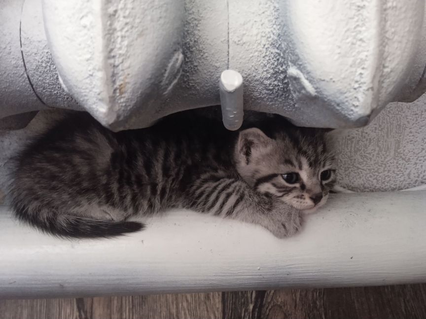Британские котята