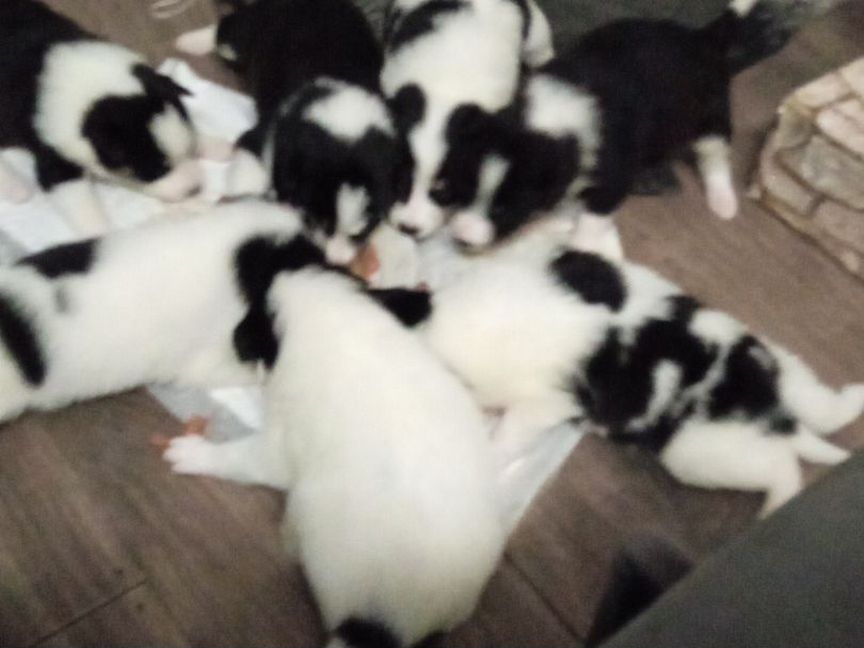 Отдам щенков