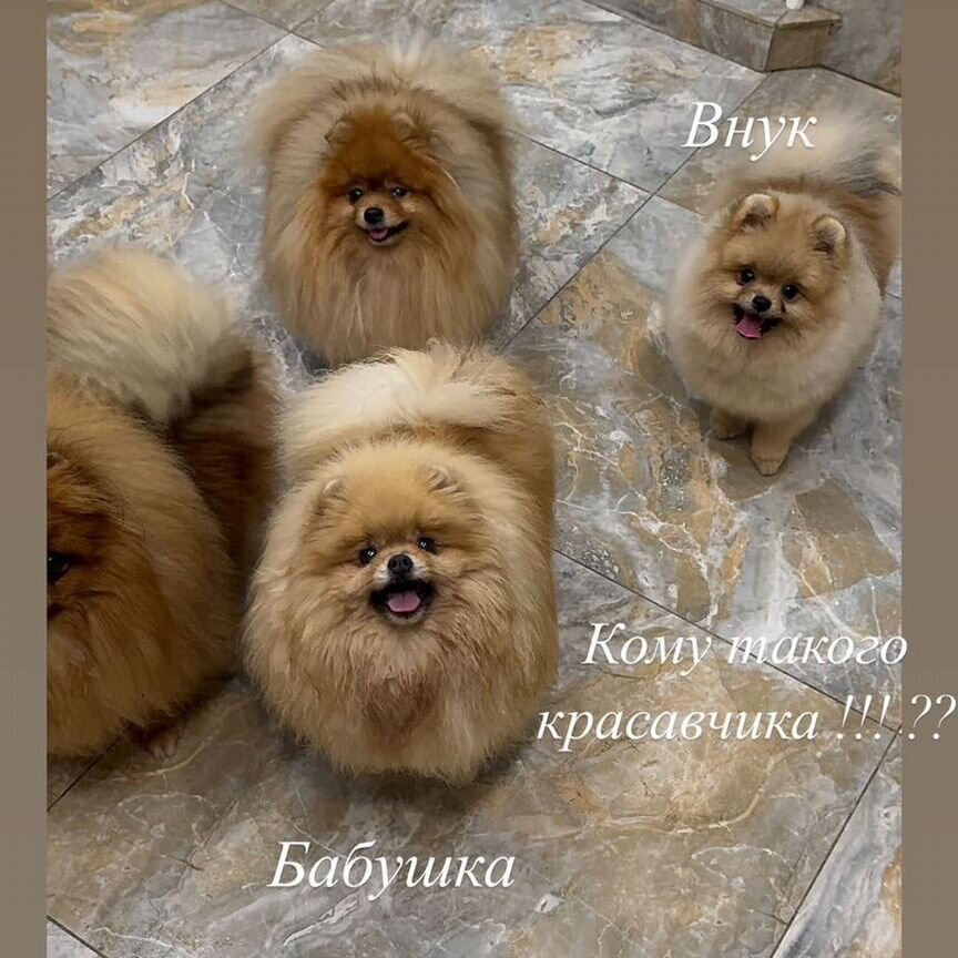 Померанский шпиц