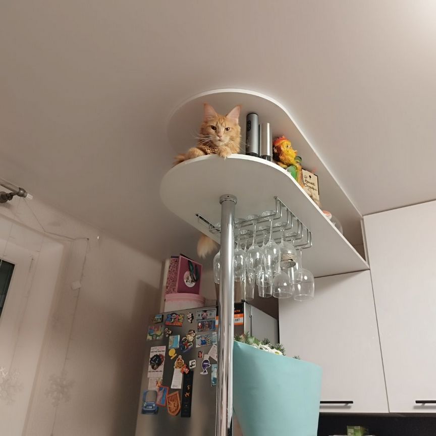 Кошка мейкун