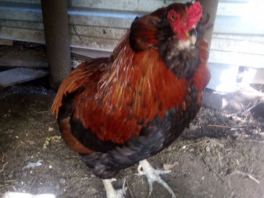 Петух араукан