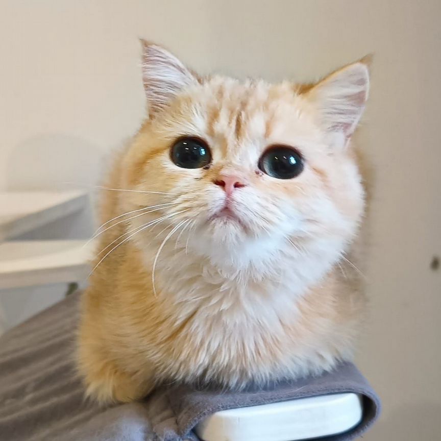 Британская фефочка