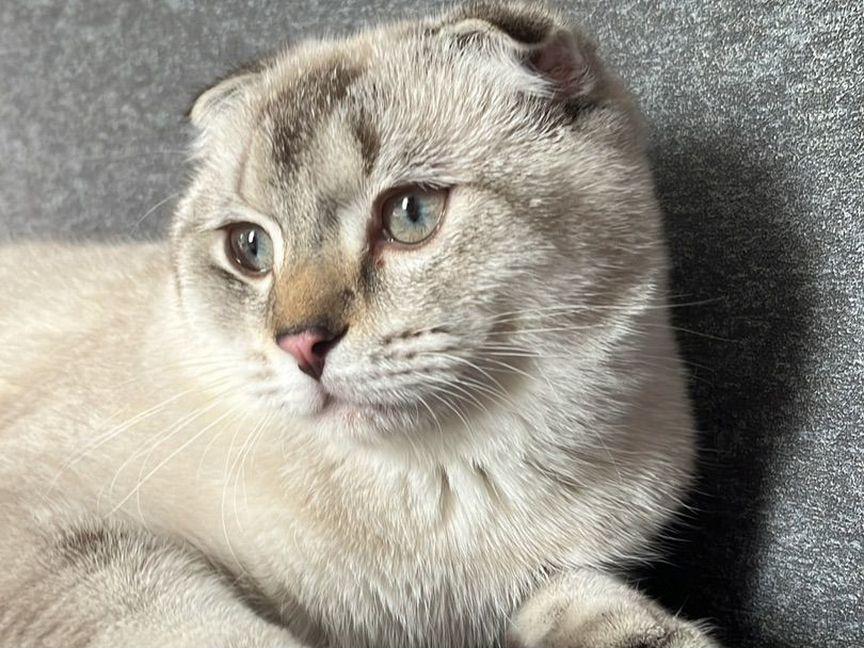 Британская шиншилла