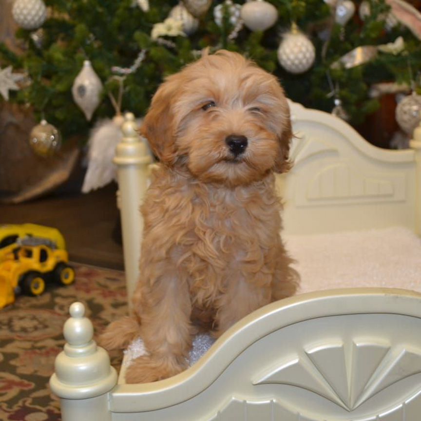 Мальтипу две Карамельки