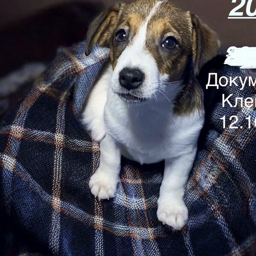 Джек-рассел-терьер, щенок