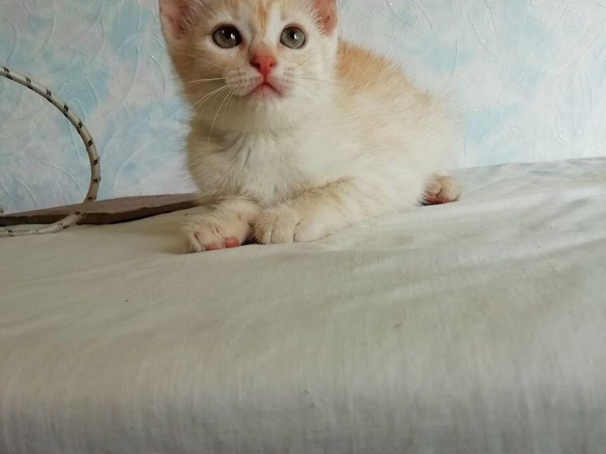 Рыжий котенок девочка