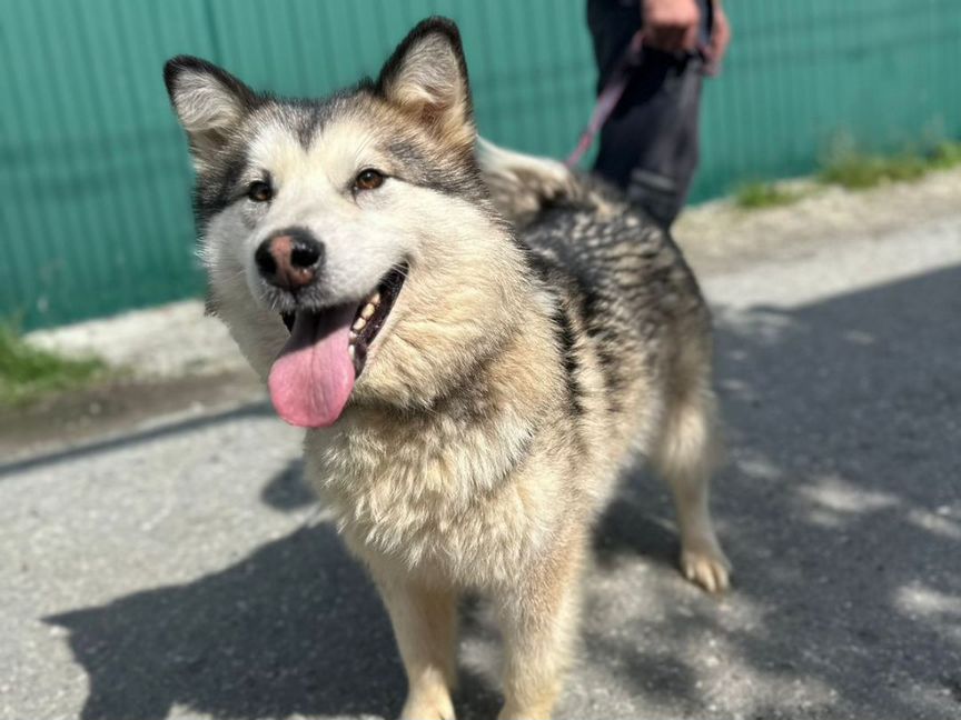 Аляскинский маламут