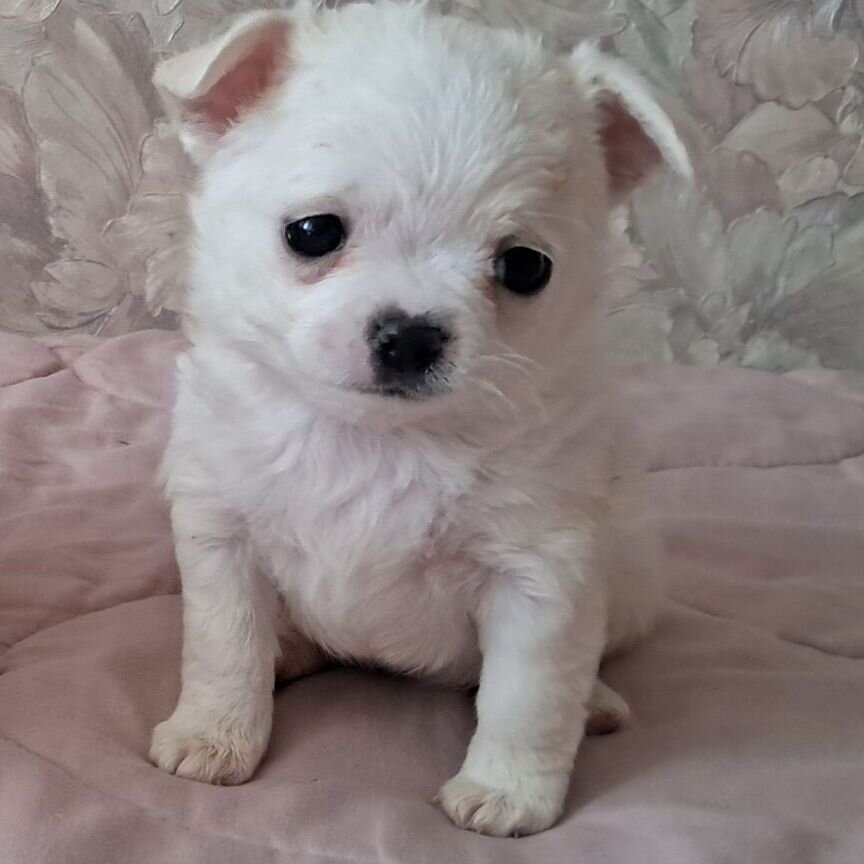 Чихуахуа, щенок