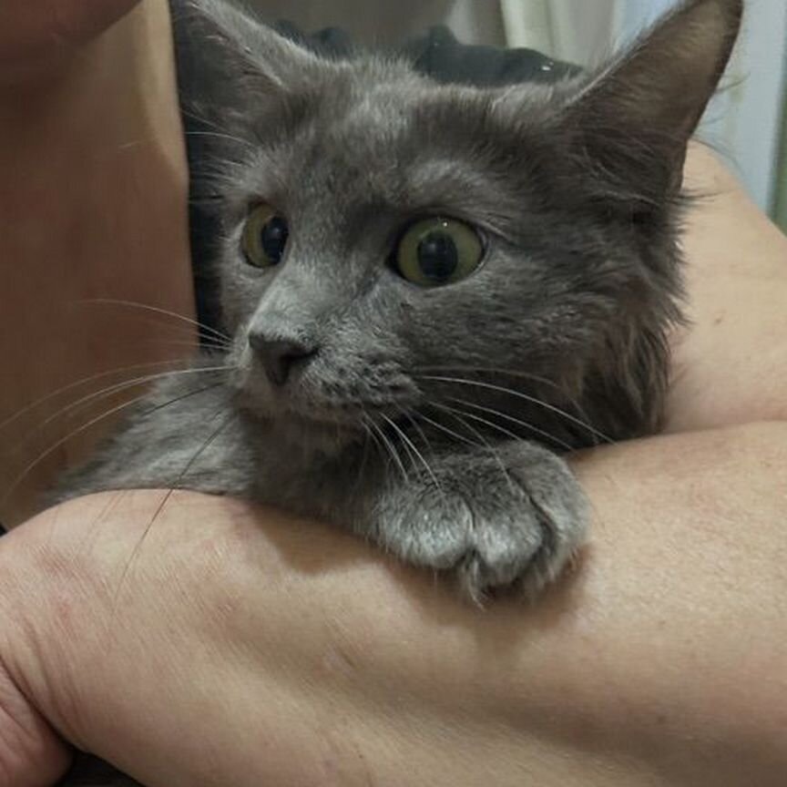 Котёнок в добрые руки