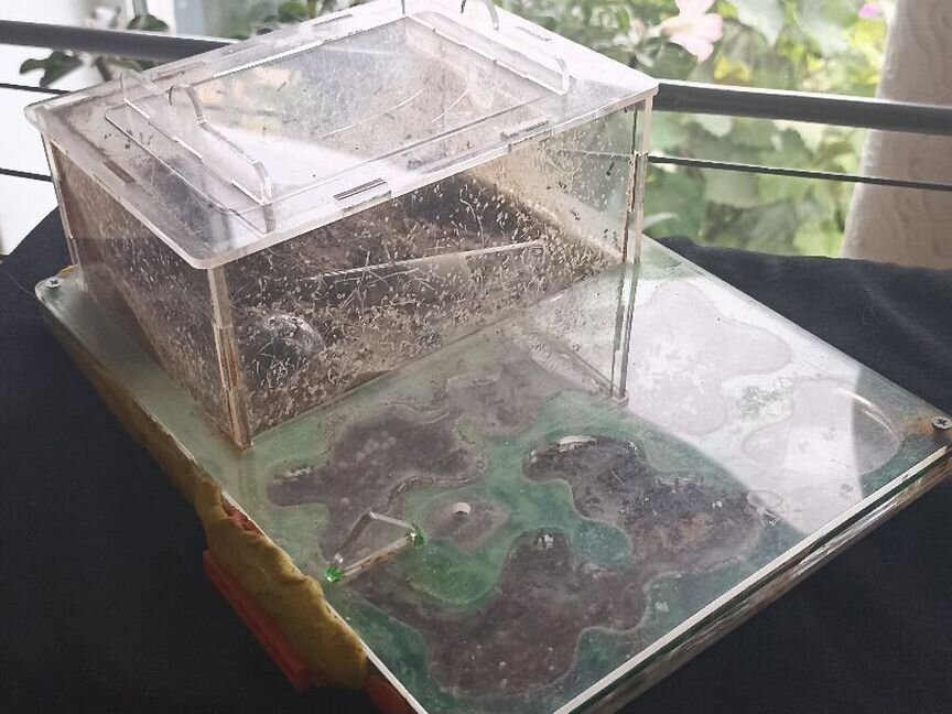 Муравьиная ферма