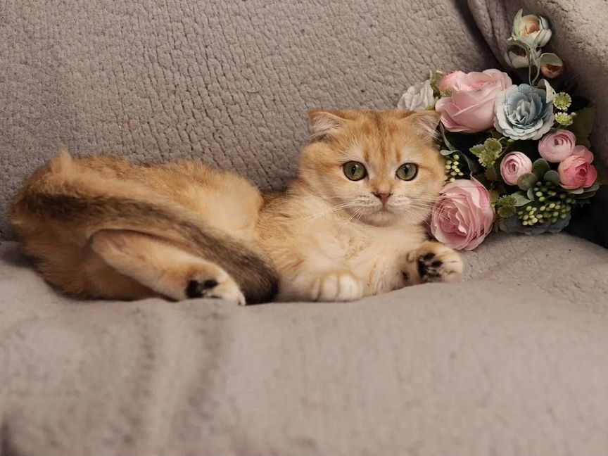 Шотландская вислоухая золотая шиншилла