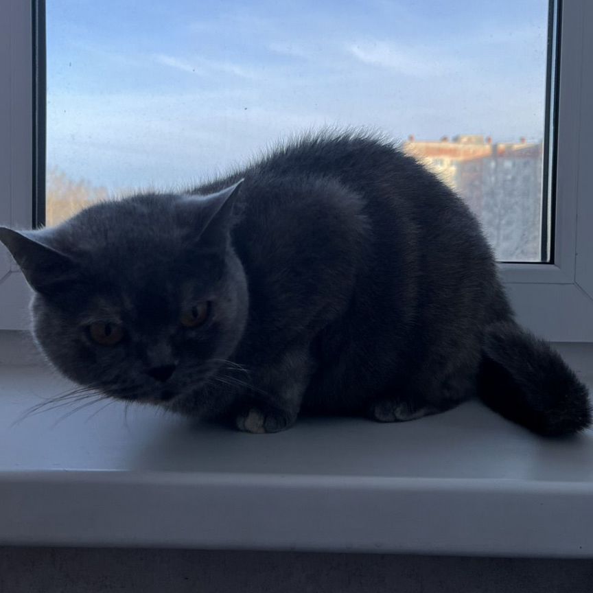 Кошка ищет дом