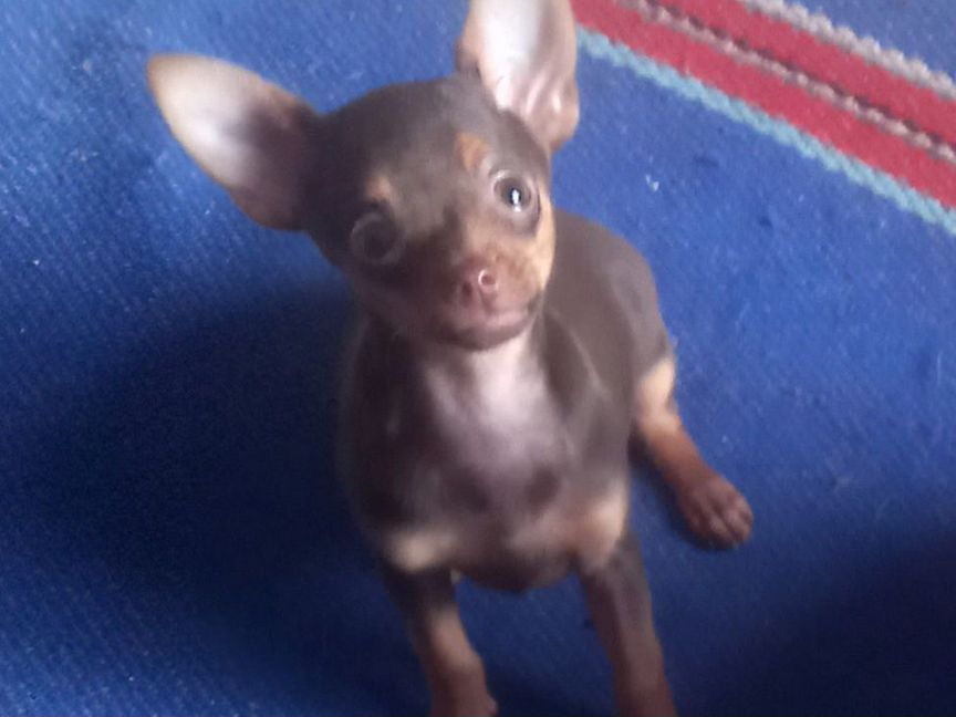 Мини той-терьер