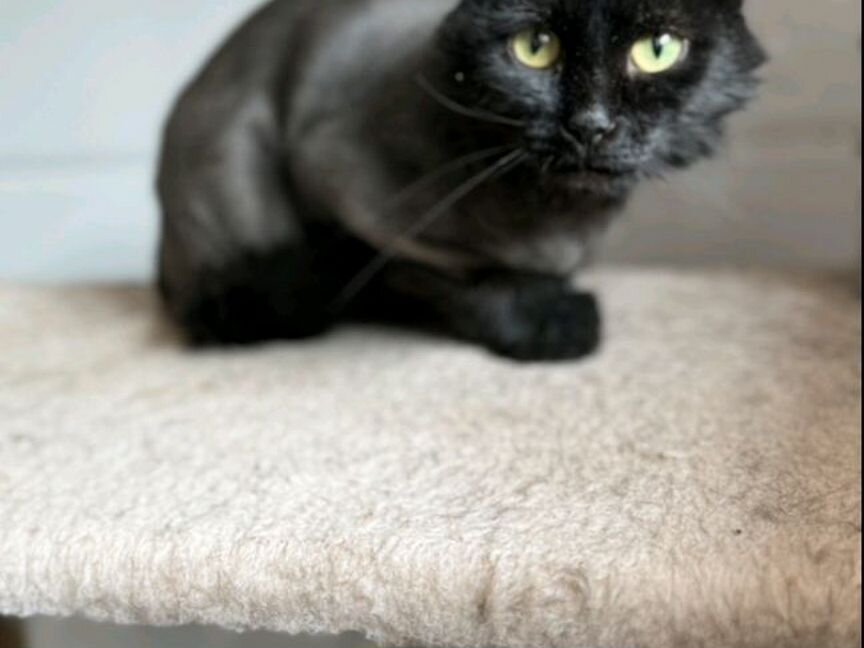 Кошка Бесплатно