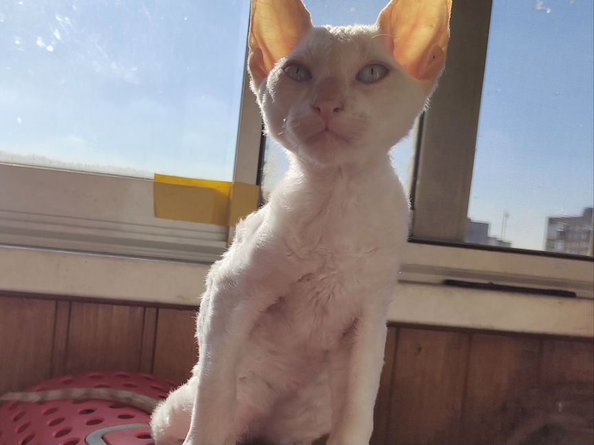 Корниш-рекс