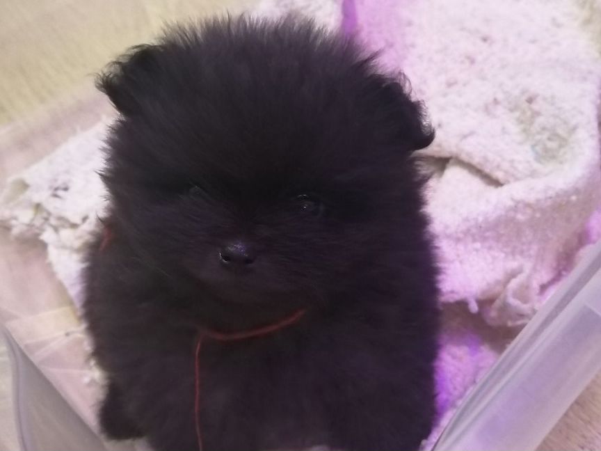 Щенки шпица