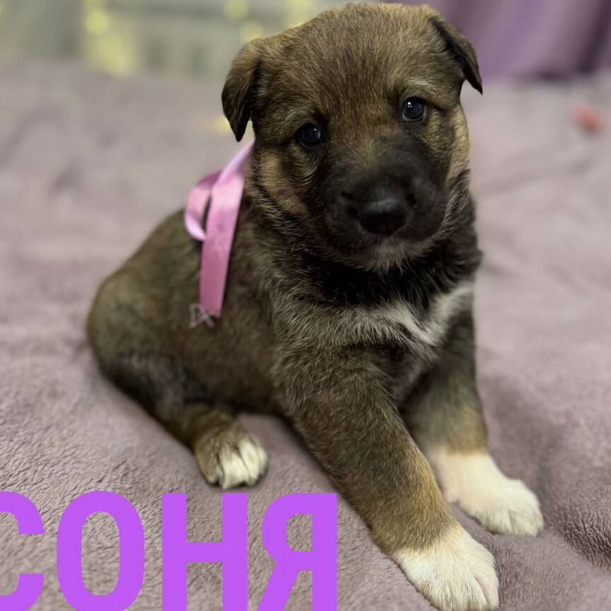 Щенок в добрые руки