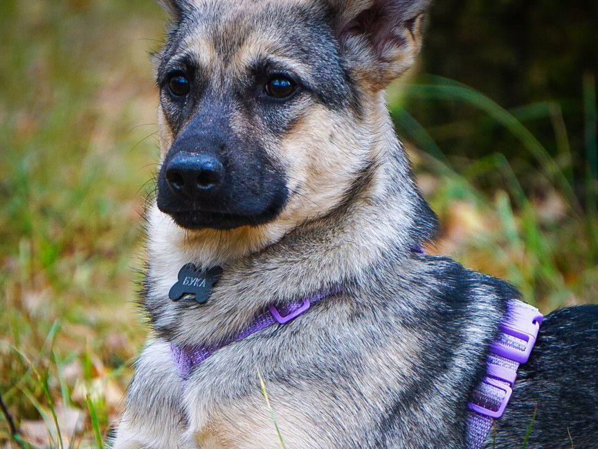 Щенку грозит приют / в добрые руки / бесплатно