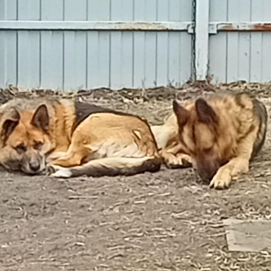 Щенки немецкой овчарки