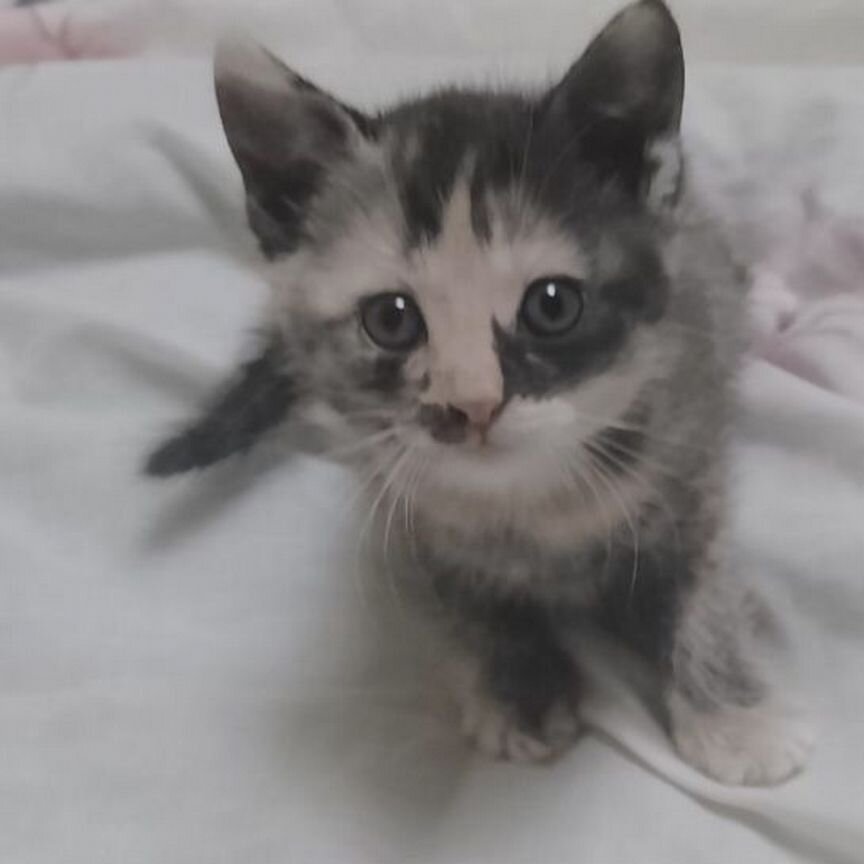 Отдам катят