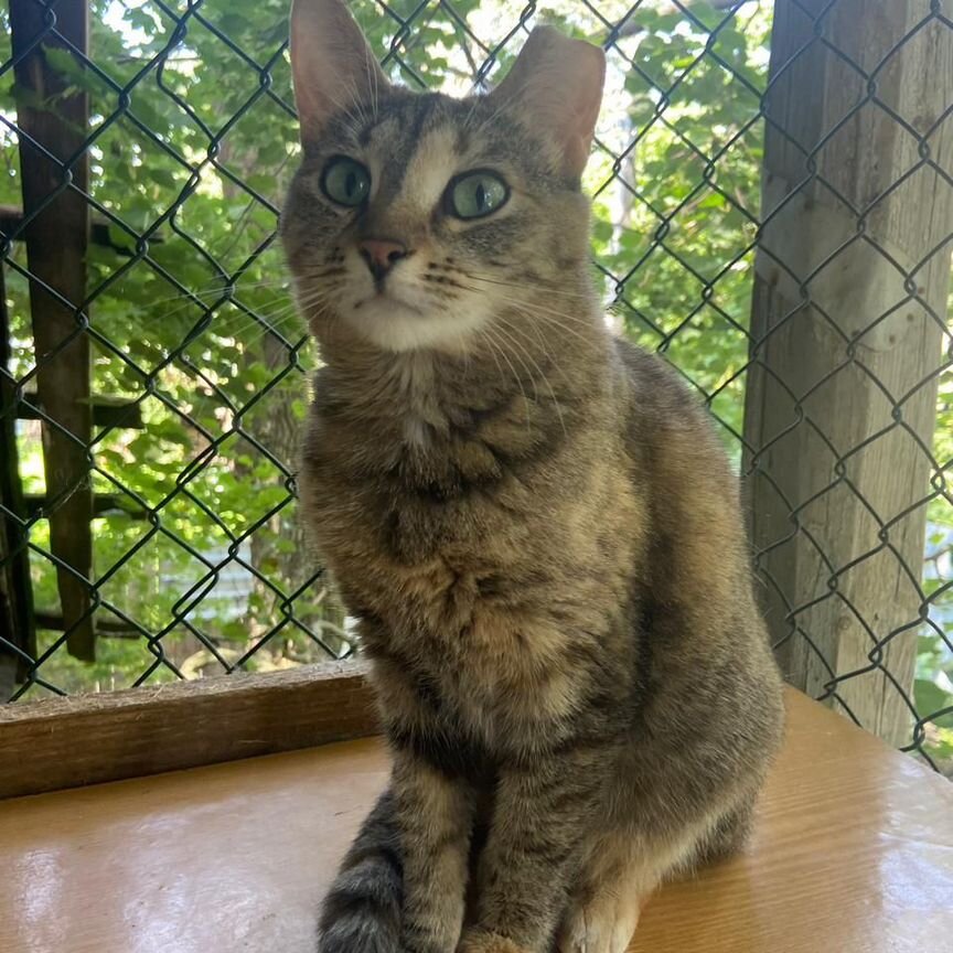Кошка в хорошие руки