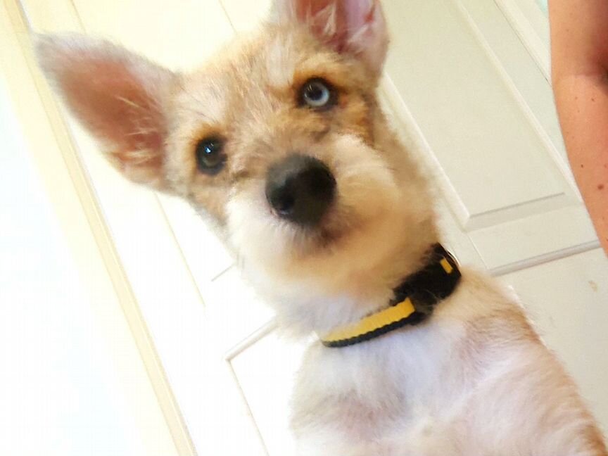 Отдам в добрые руки