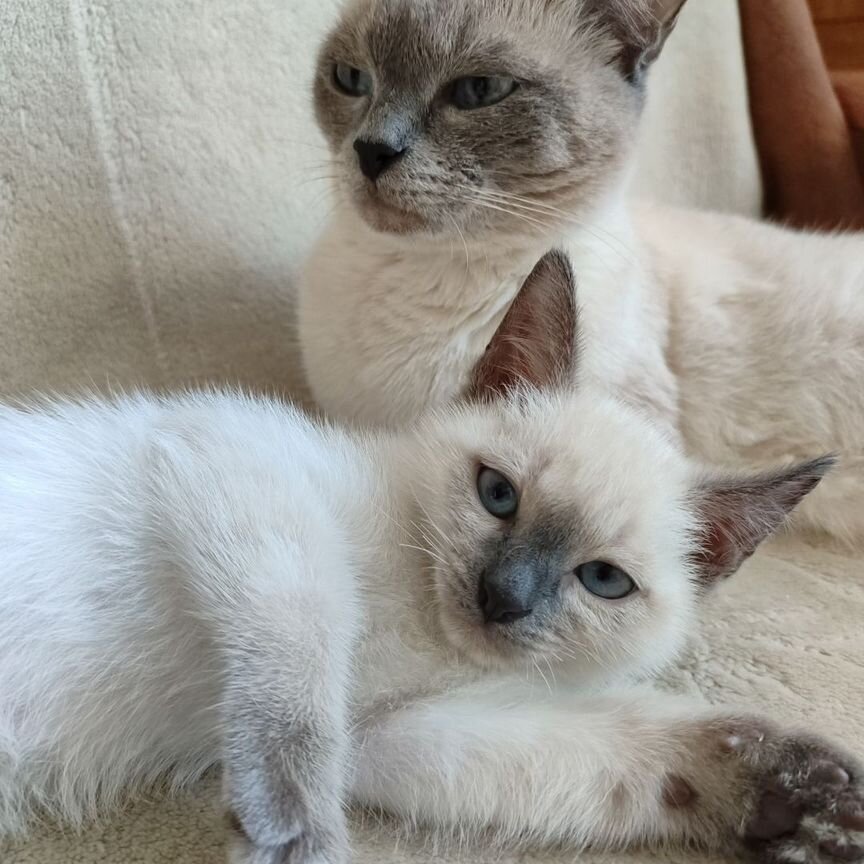 Тайские котята (мальчики)