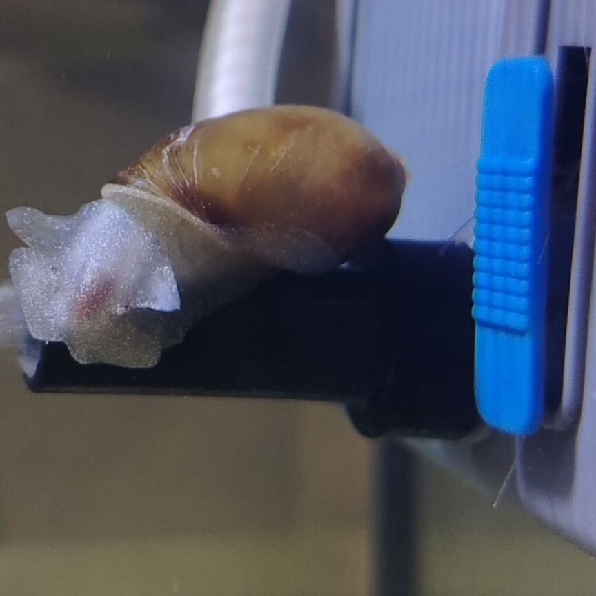 Улитка покемон