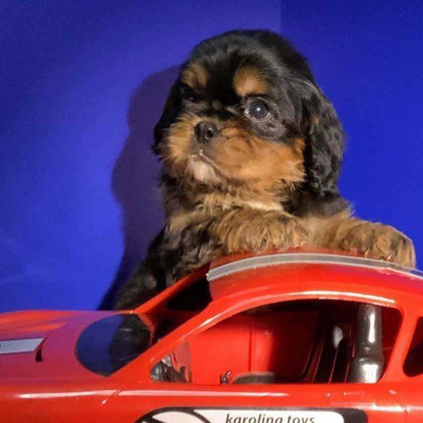 Мальчик кавалер кинг чарлз спаниель