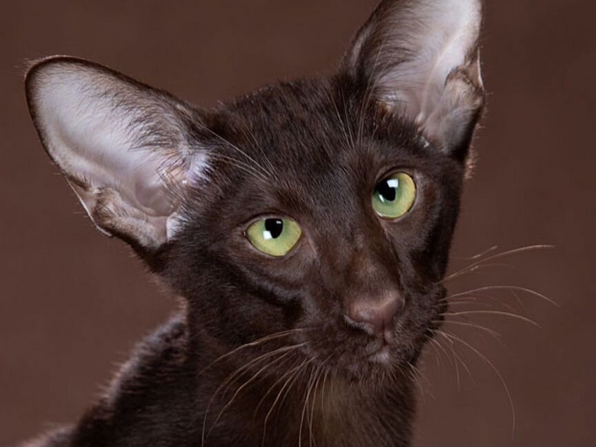 Ориентальные котята из питомника