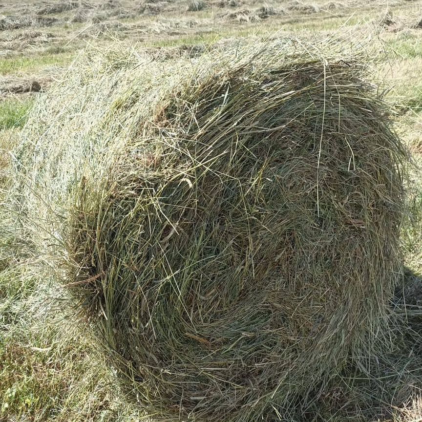 Сено Доставка только Опт 2024