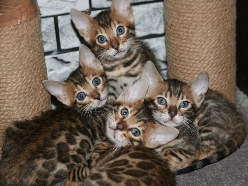 Бенгальские котята