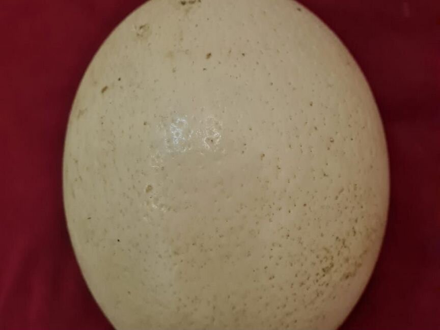 Страусинное яйцо