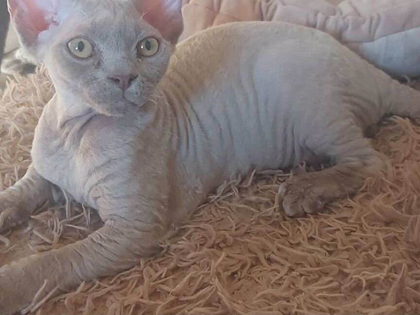 Котята девон-рекс