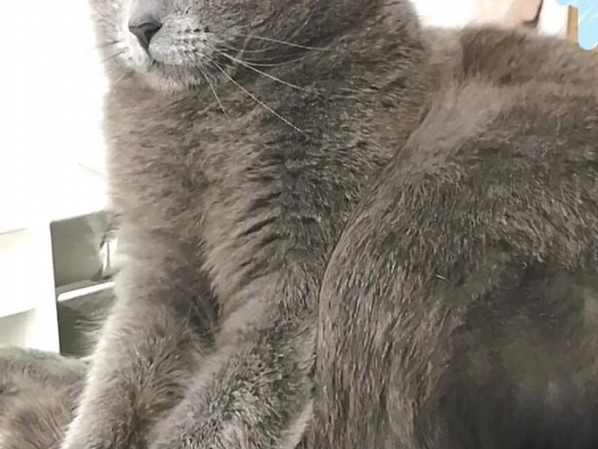 Русская голубая