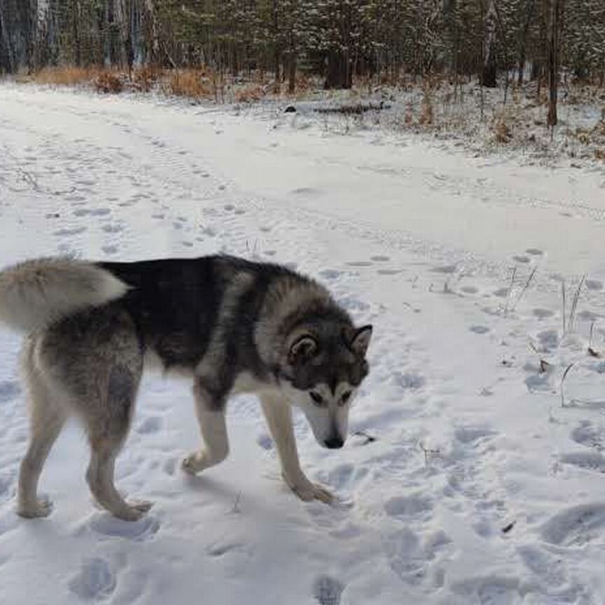 Щенки маламут