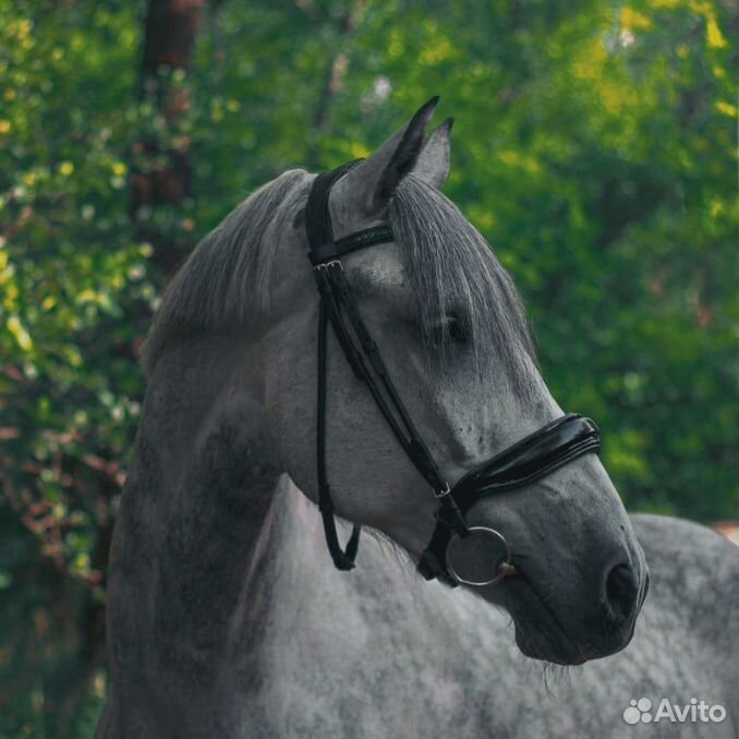 Роскошный мерин в конкур и джигитовку