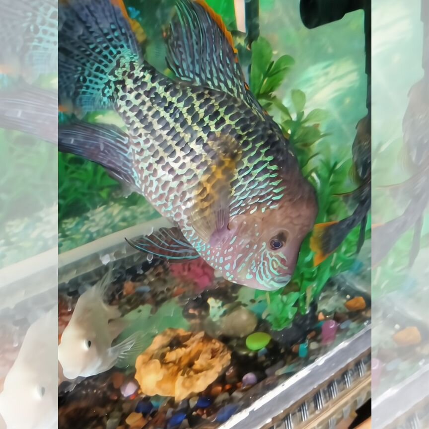 Самец акары бирюзовой большой