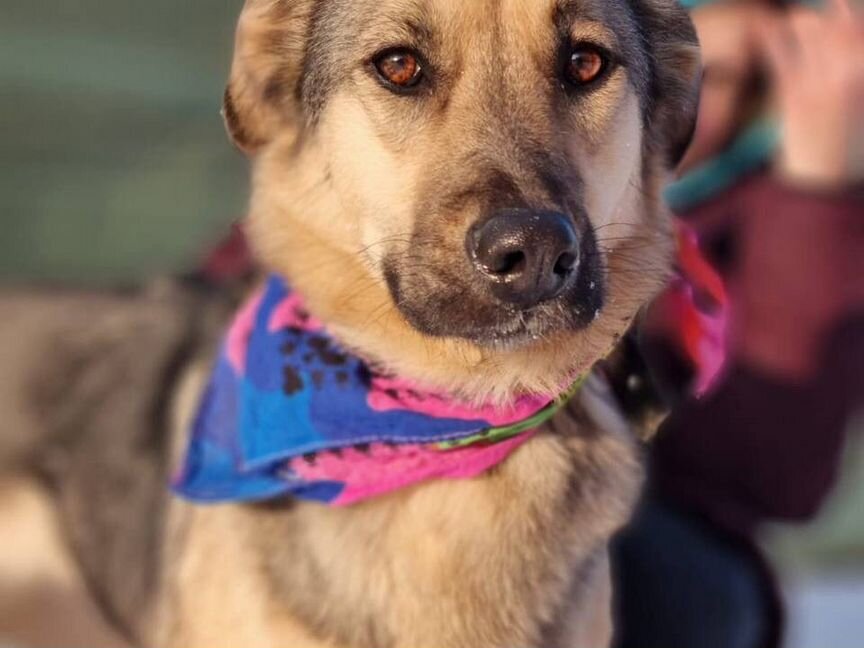 Очаровательная Брусника