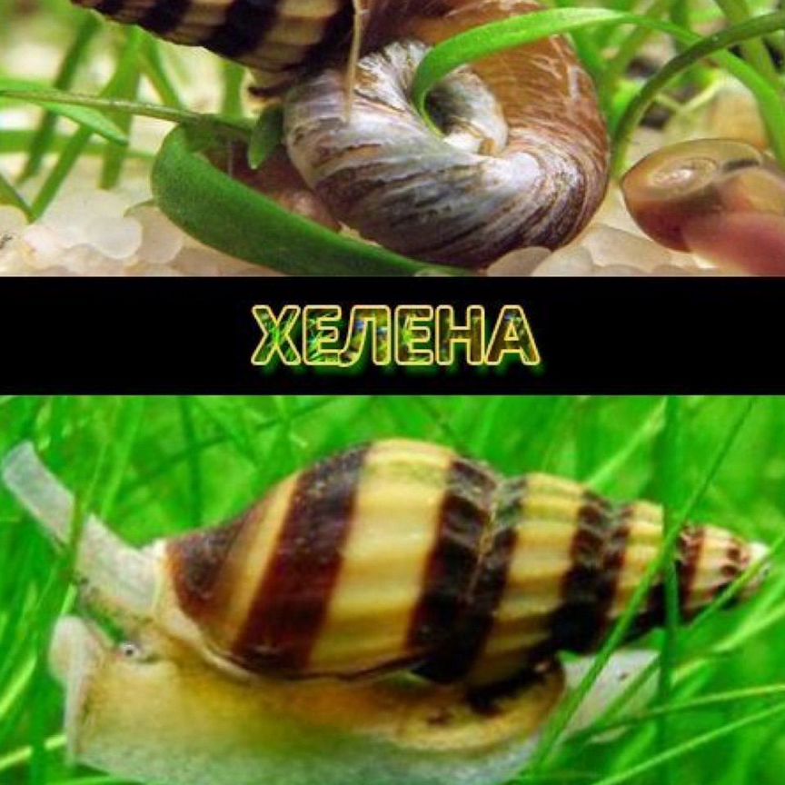 Хищная улитка Хелена