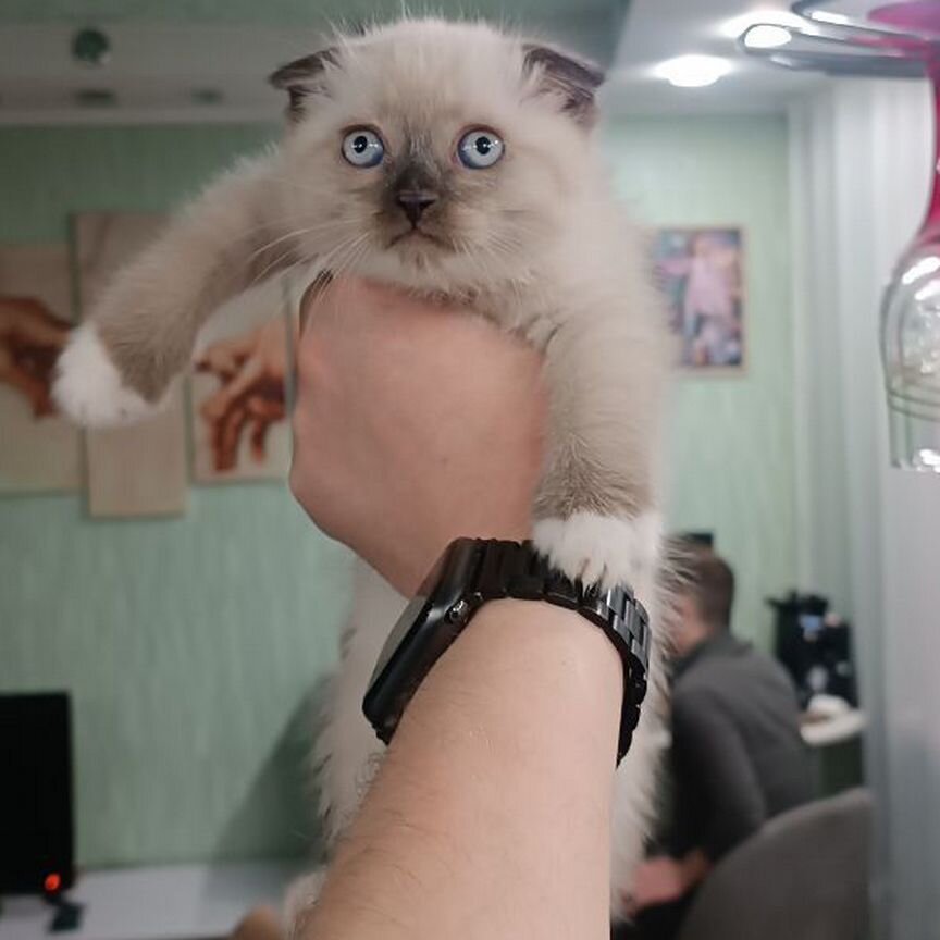 Продам кота