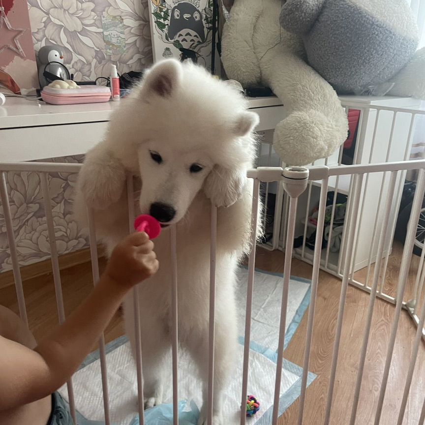 Самоед щенок