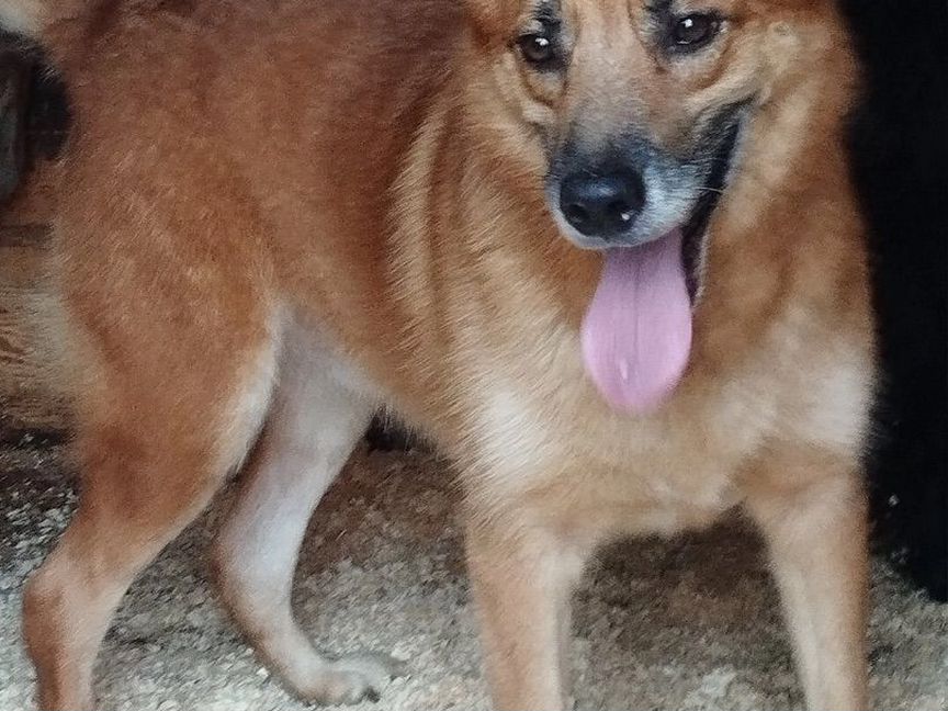 Собака в добрые руки