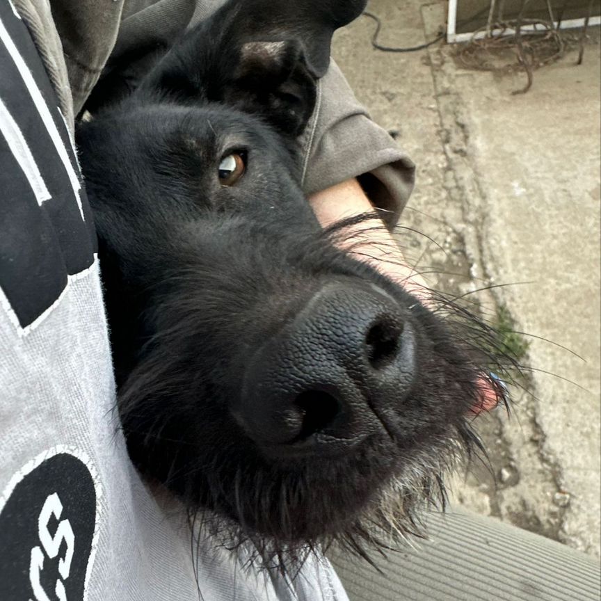 Собака в добрые руки